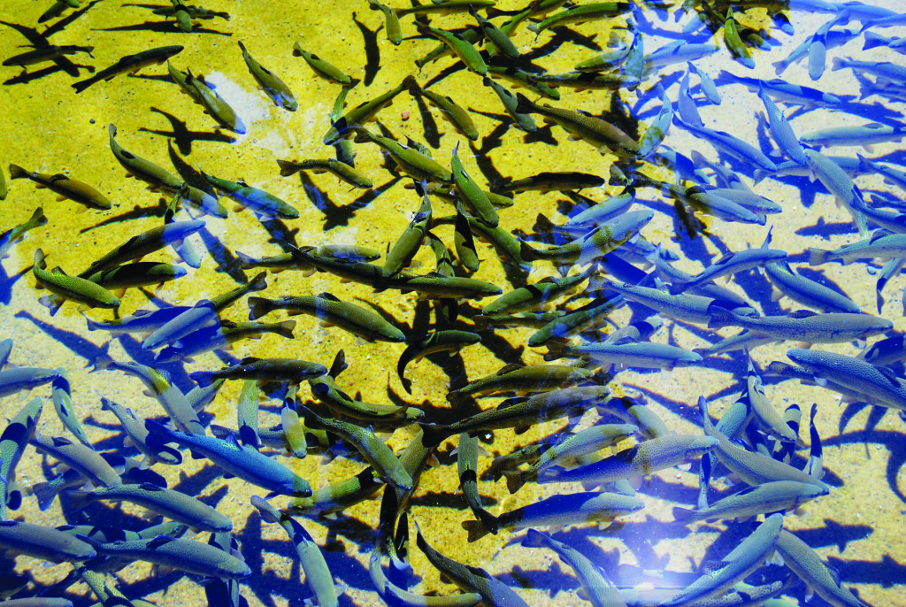 Fast Facts: Fish Hatcheries | The Log