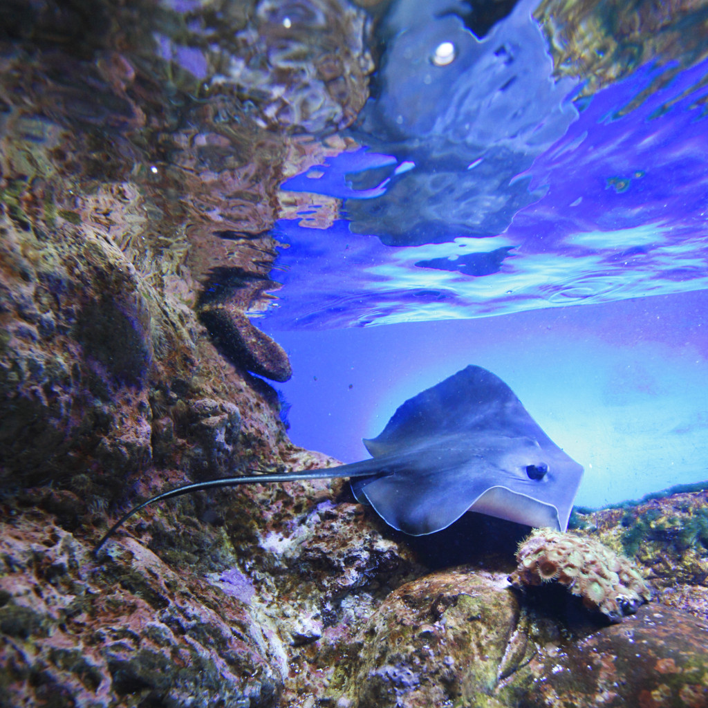 Biohybrid stingray powered by living heart cells | The Log