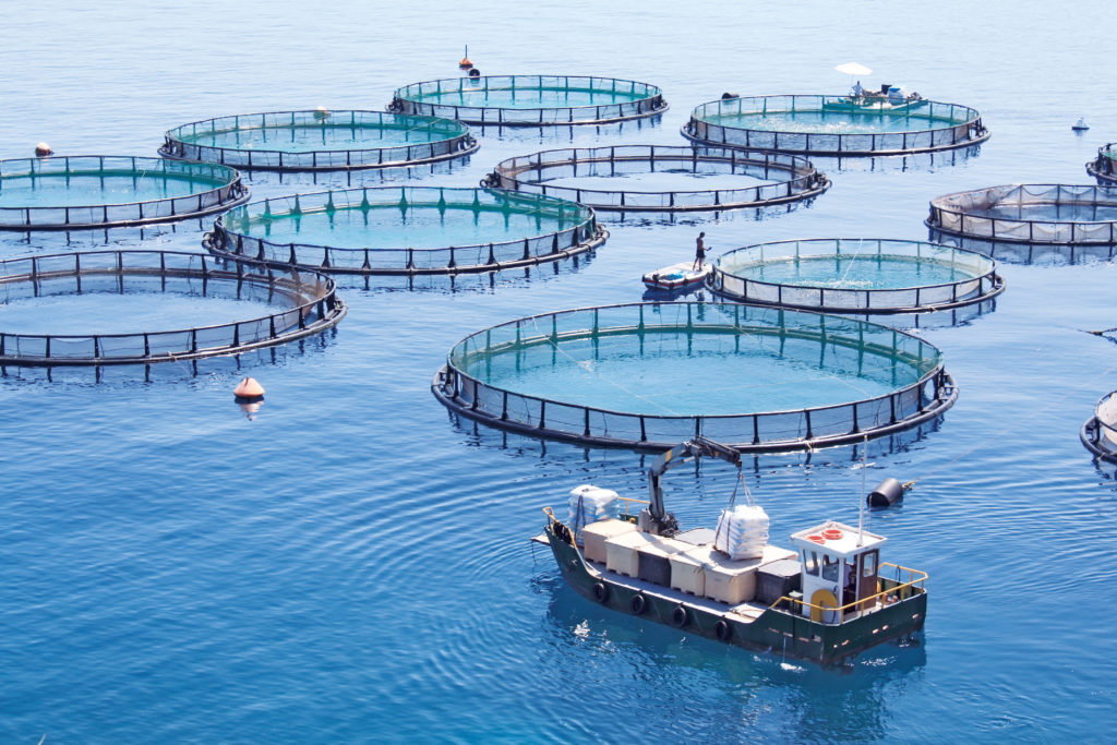 On the Port of San Diego’s radar: offshore fish farm project | The Log