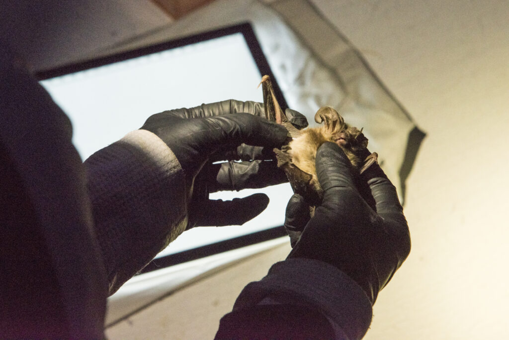 Catalina Island Conservancy is batty for the island’s flying mammals ...