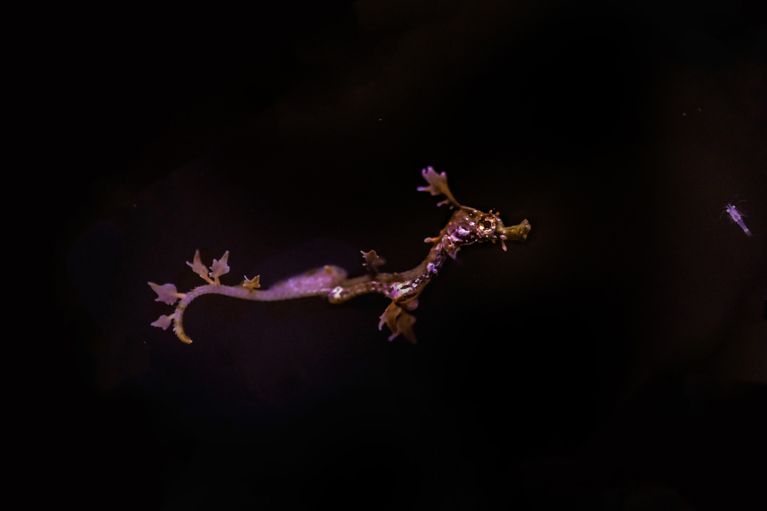 San Diego aquarium breeds rare weedy sea dragon in captivity | The Log