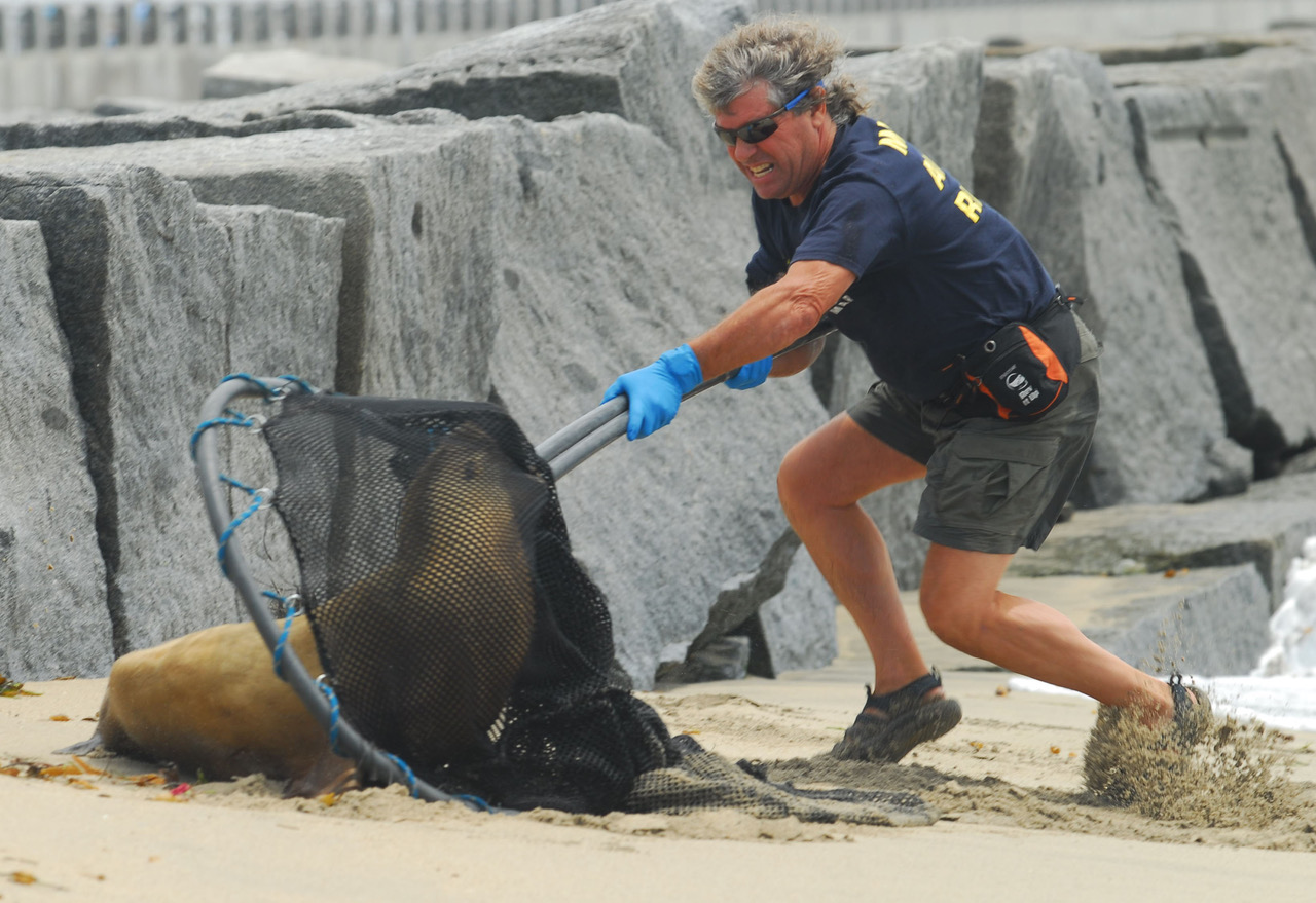 ‘This is my life;’ Three-plus decades of marine animals rescues from L ...