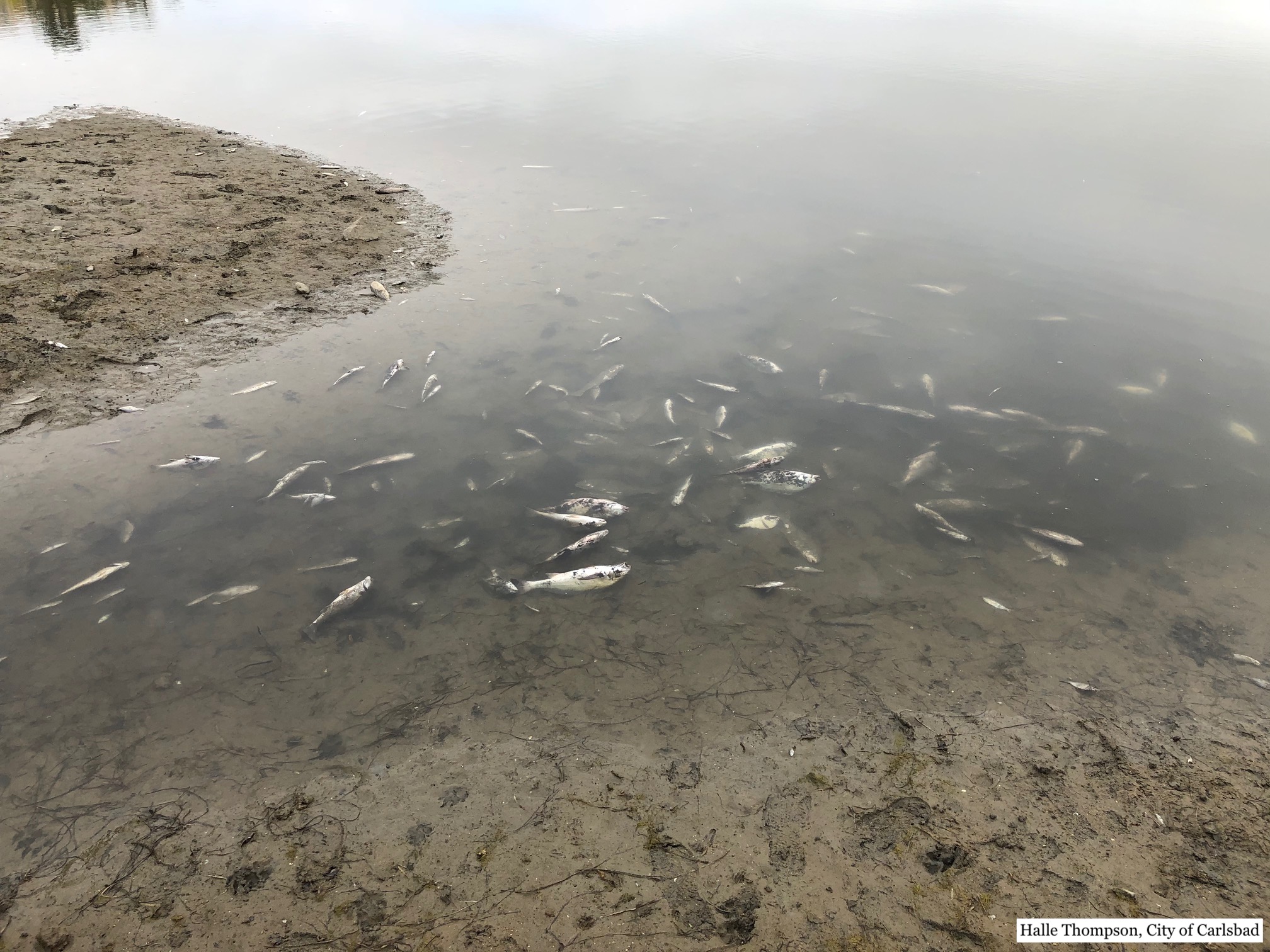 Dead fish turning up on Southern California coast amid red algae bloom ...