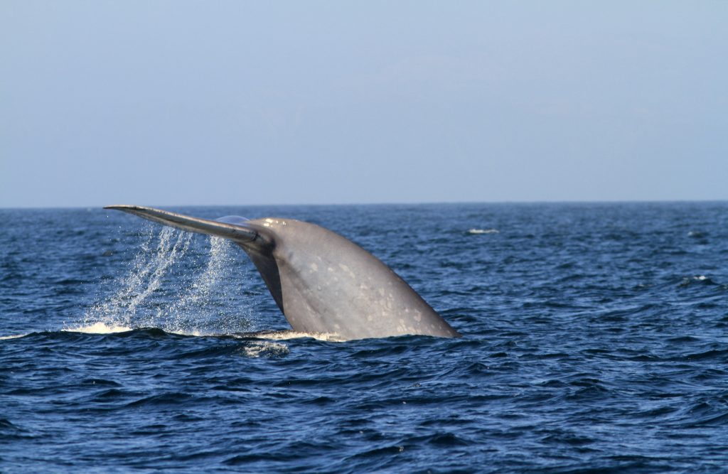 Islands Packers announce summer whale watching trips to Channel Islands ...