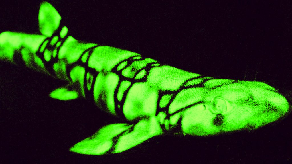 Another Weird Fact About Sharks? Yes, This One Glows in the Dark | The Log