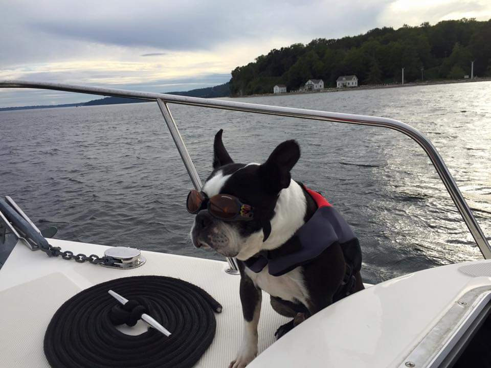 Bugsy Wugsy was a Dog | The Log