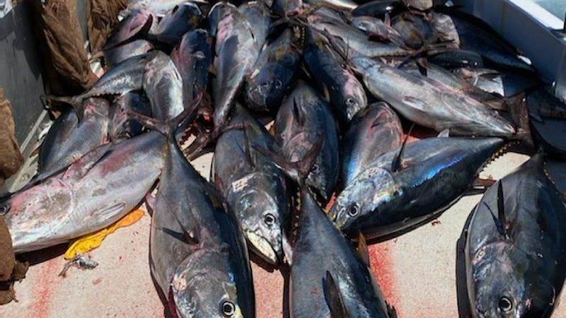 Summer Fishing Season Still Getting Nothing but Better | The Log