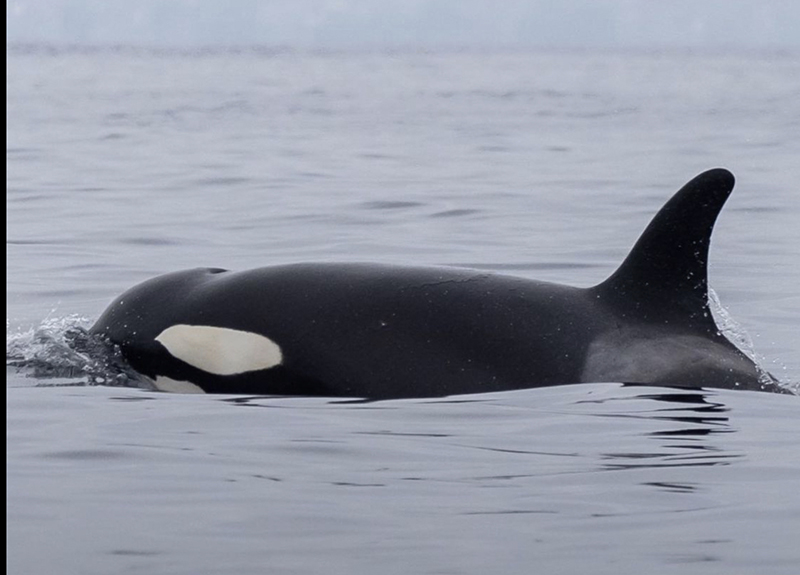 Rare Orca Sighting in Dana Point | The Log