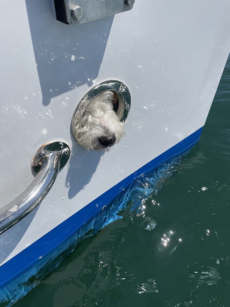 Dexter is on the Hunt | The Log