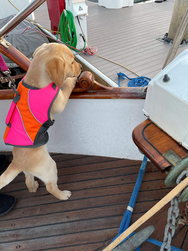 Henley on the Lookout | The Log