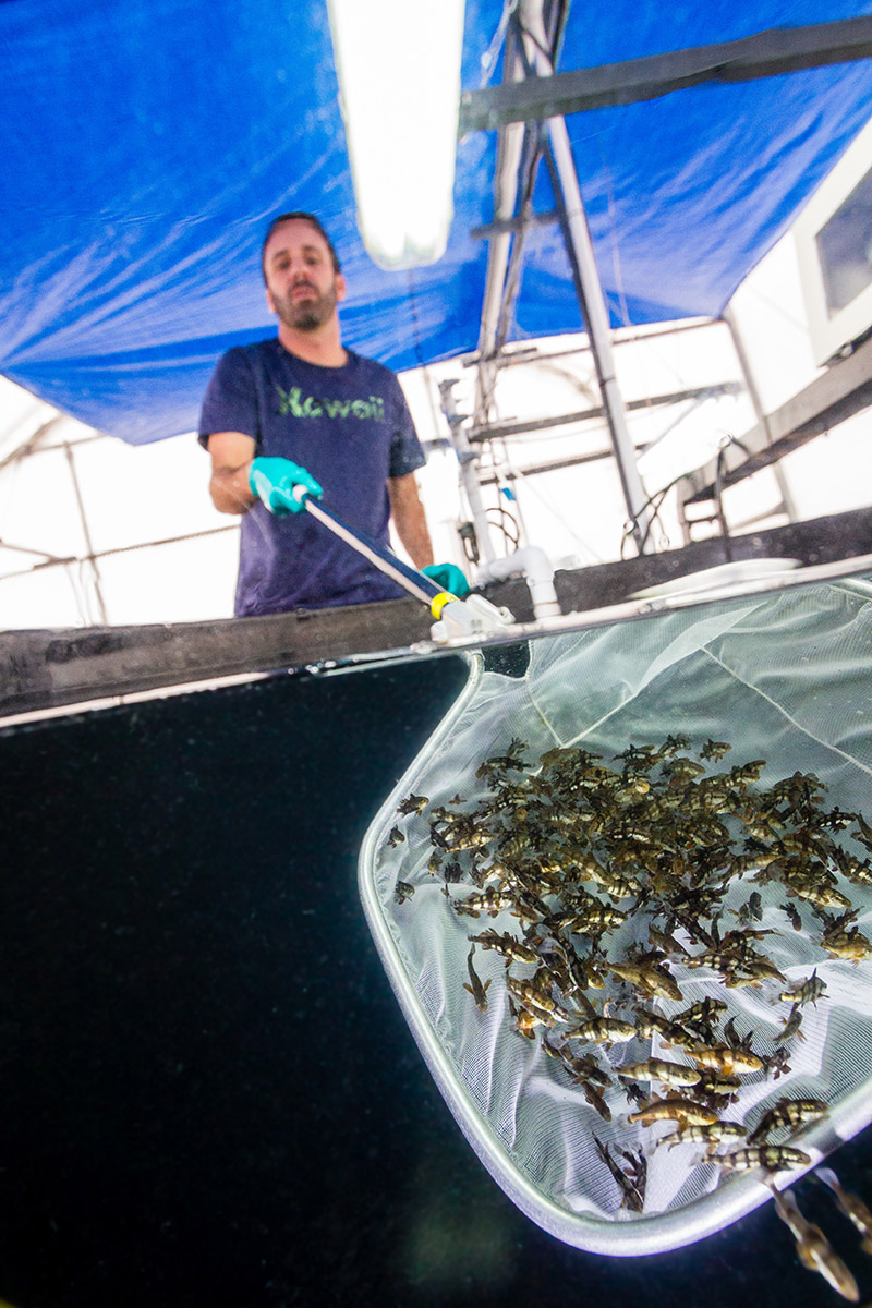 Genotyping Shows High Return Rate for White Sea Bass Hatchery | The Log