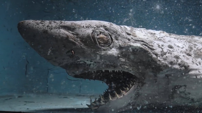 Bizarre Facts: What’s Next? Zombie Sharks? | The Log