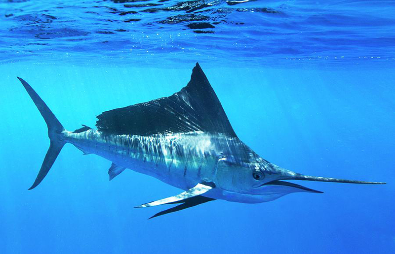 Gray FishTag Research Findings from Swordfish Tagged in 2021 and Beyond ...