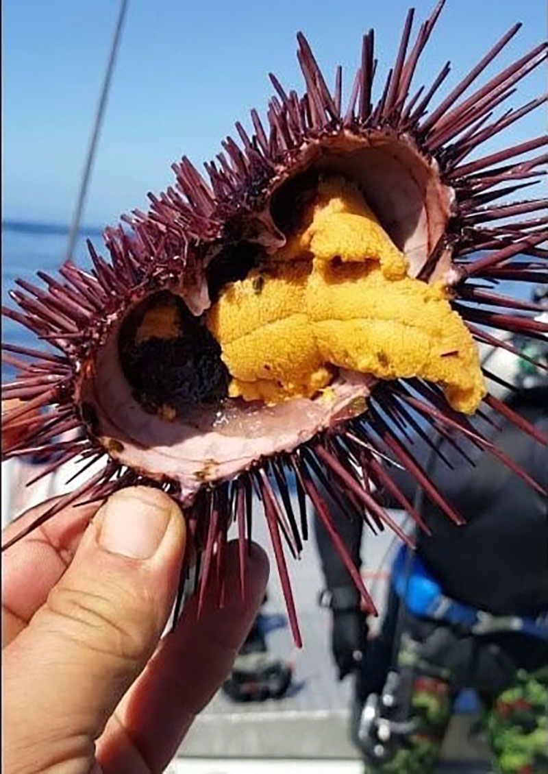 The California Sea Urchin Commission Uses Grant Funding to Help the ...