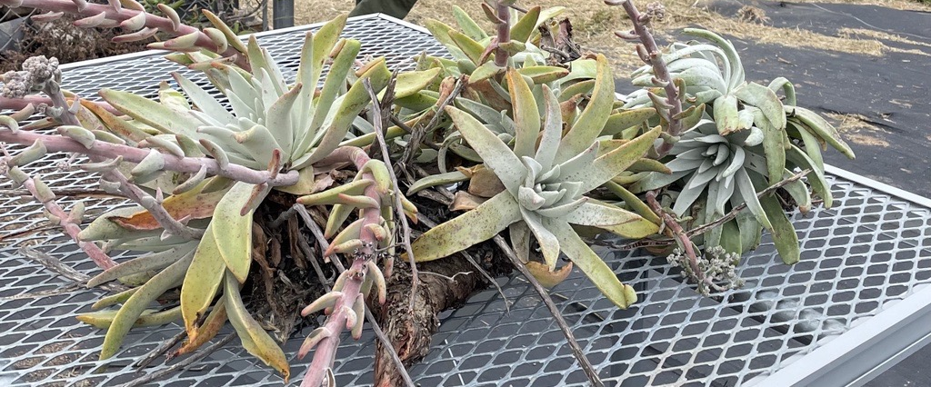 Catalina Island Faces Succulent Poaching Problem | The Log
