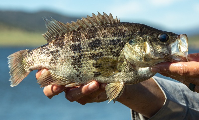 Resilient Sacramento Perch Released in SoCal to Widen Fish’s Range ...